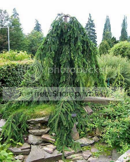 Weeping Pine | Arborist, Chainsaw & Tree Work Forum