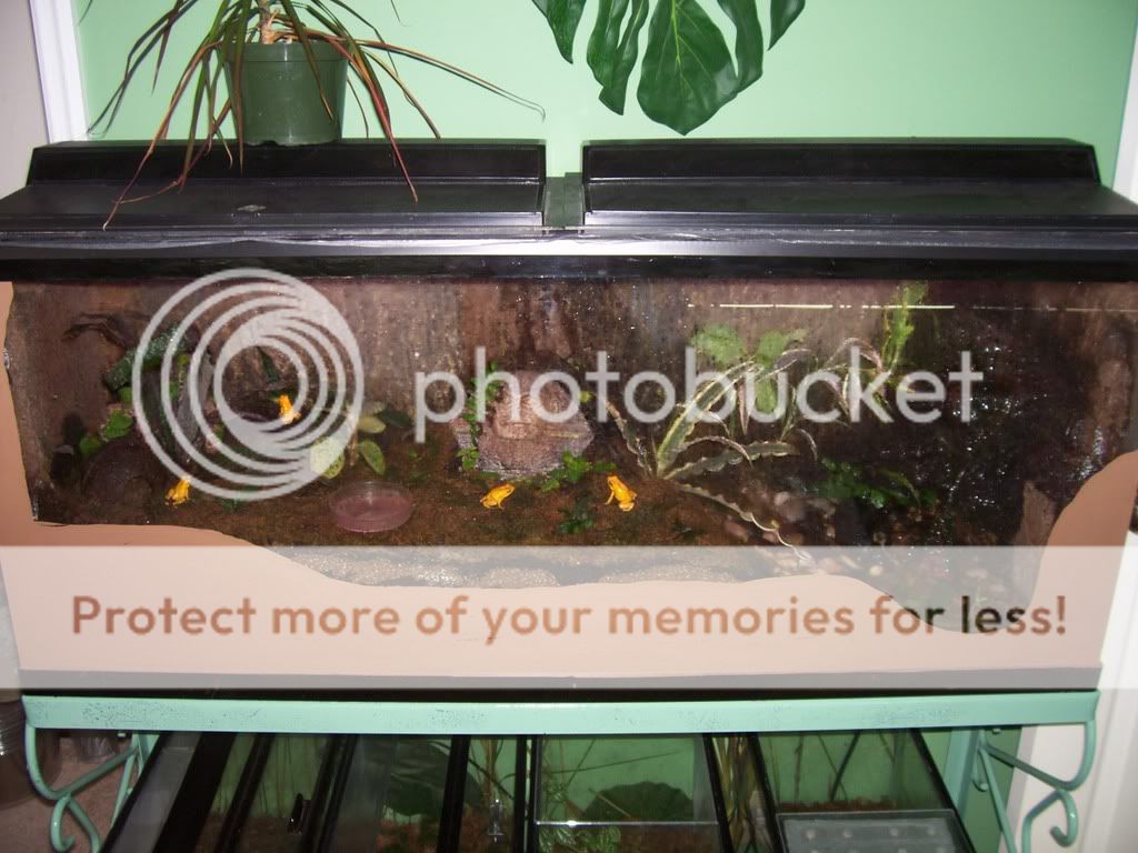 Dart Frog tank shots you asked for :) | AquariaCentral.com