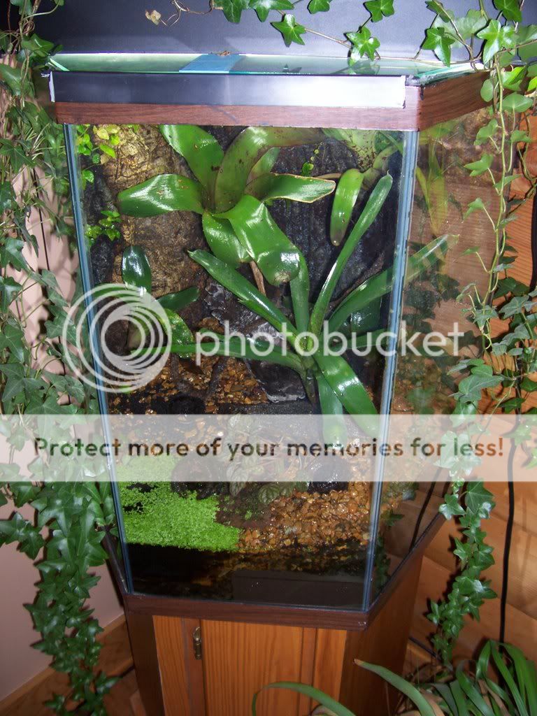 Dart Frog Tank Requirements at Indiana Mulquin blog