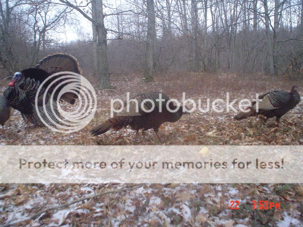 Struttin | Archery Talk Forum